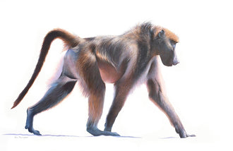 African & Exotic – Kim Thompson Wildlife Art & Illustration