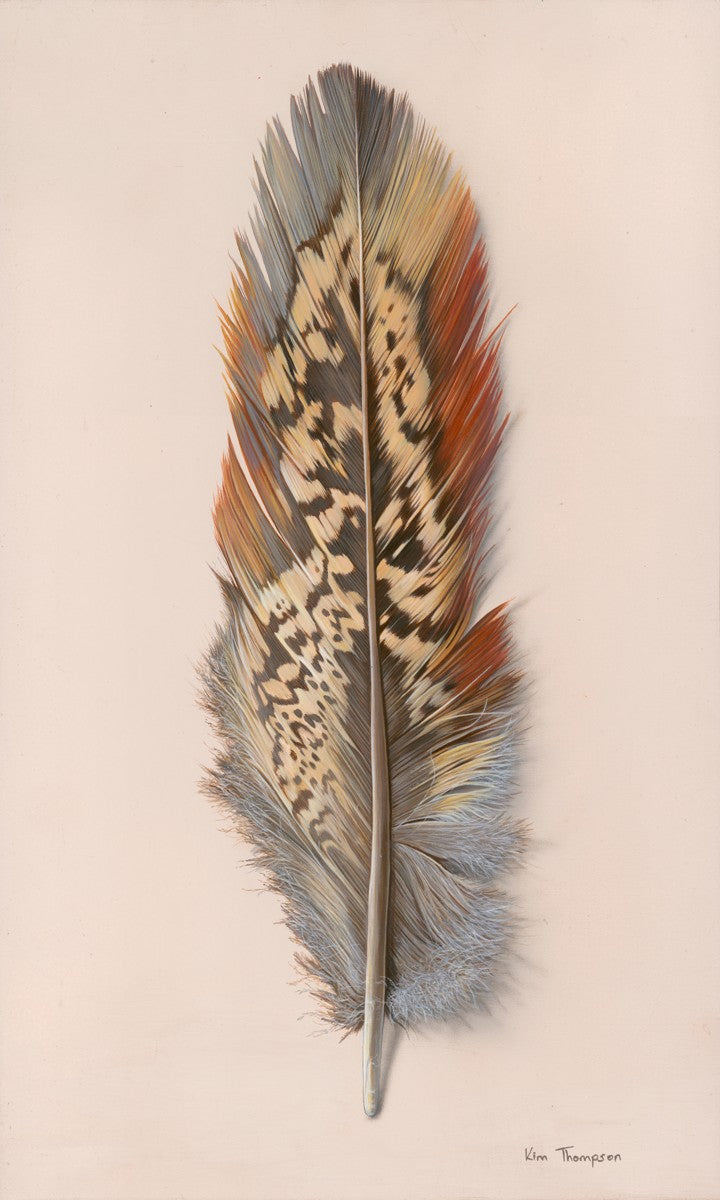 Pheasant Feather – Kim Thompson Wildlife Art & Illustration