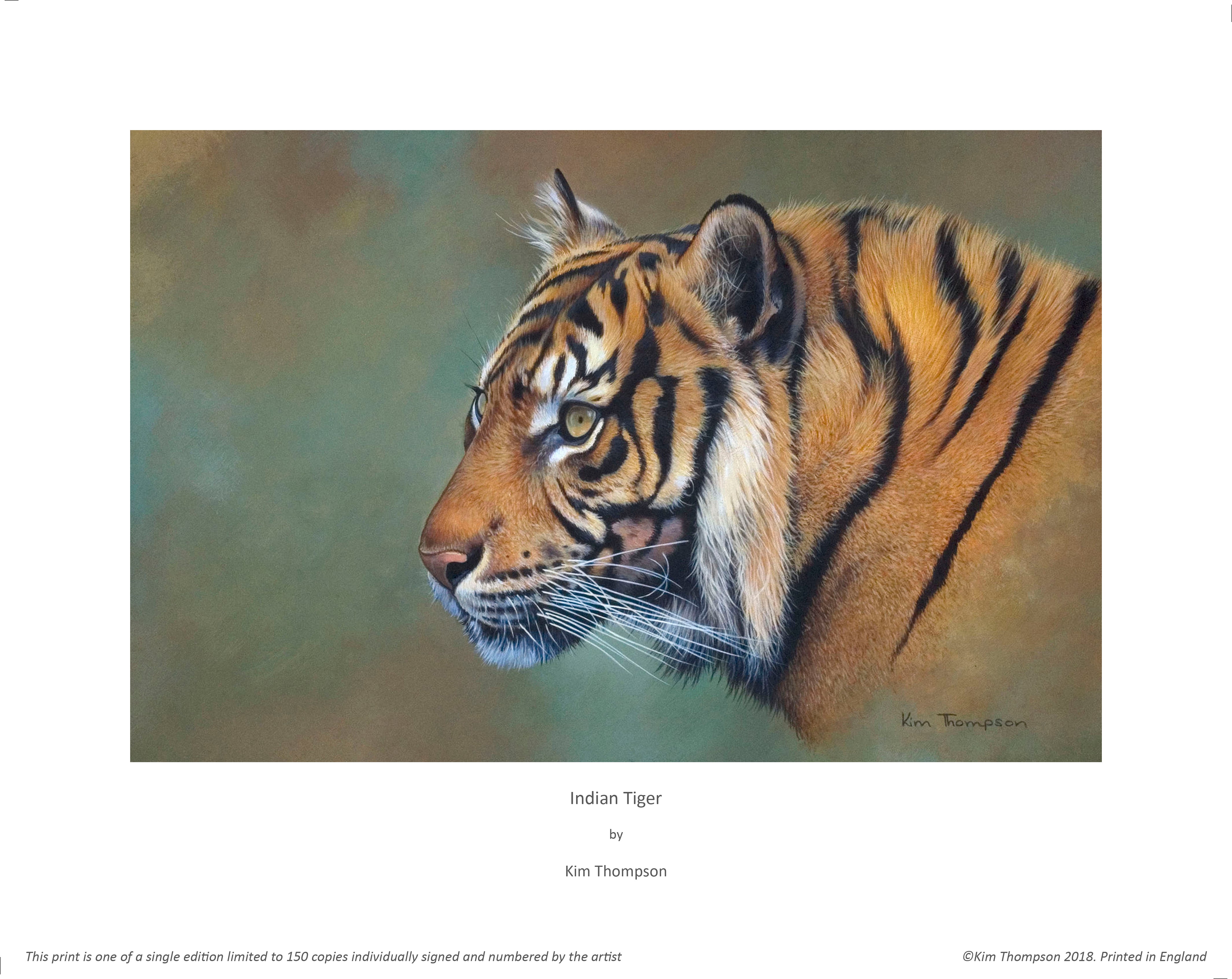 "Indian Tiger" Limited Edition – Kim Thompson Wildlife Art & Illustration