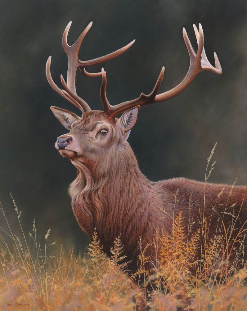 Big Red (Original) – Kim Thompson Wildlife Art & Illustration