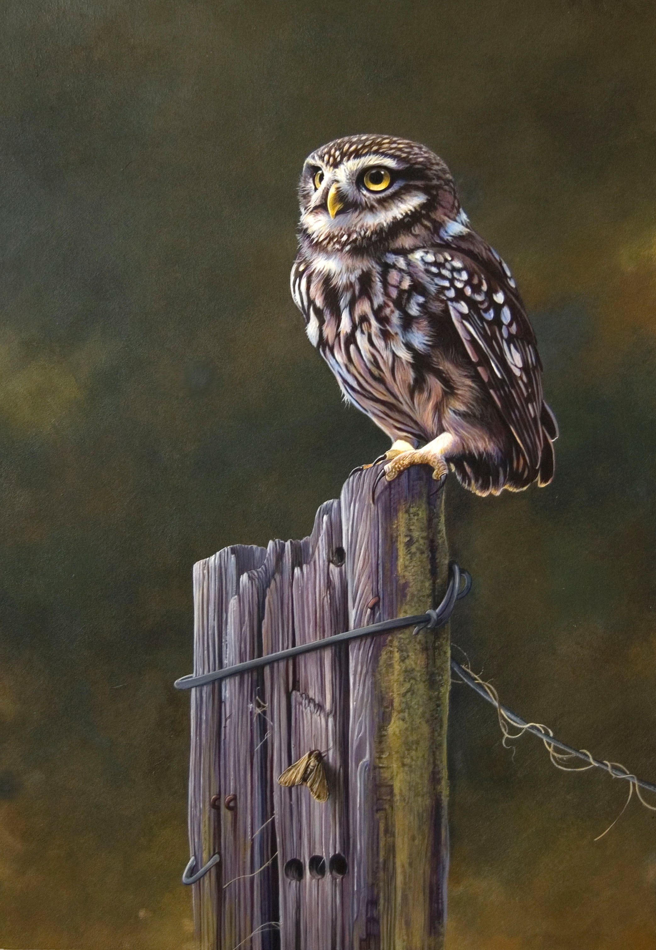 “Little Owl Lookout: Limited Edition – Kim Thompson Wildlife Art ...