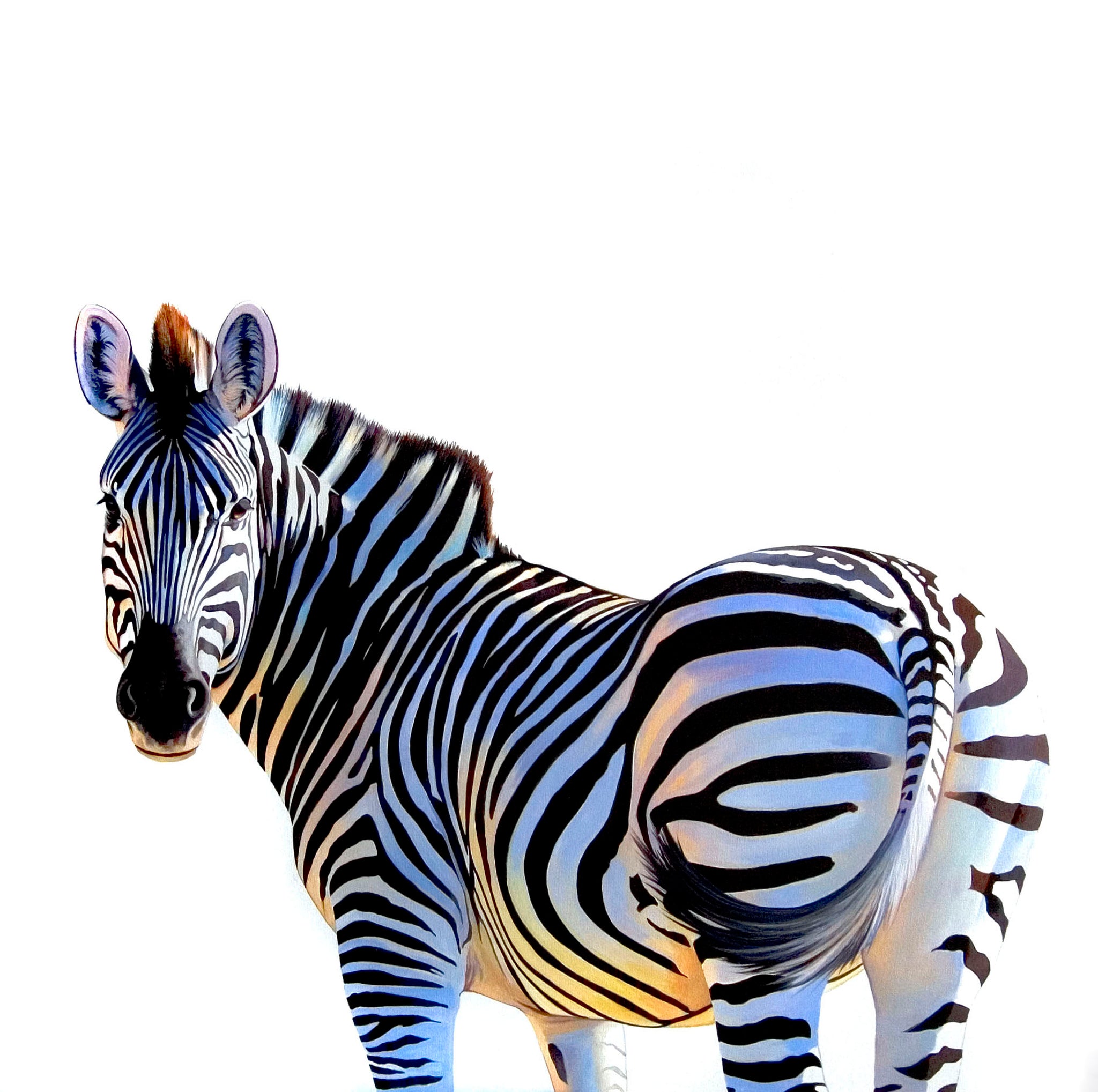 Zebra – Kim Thompson Wildlife Art & Illustration